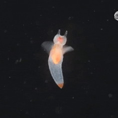Ocean Depth Scroll